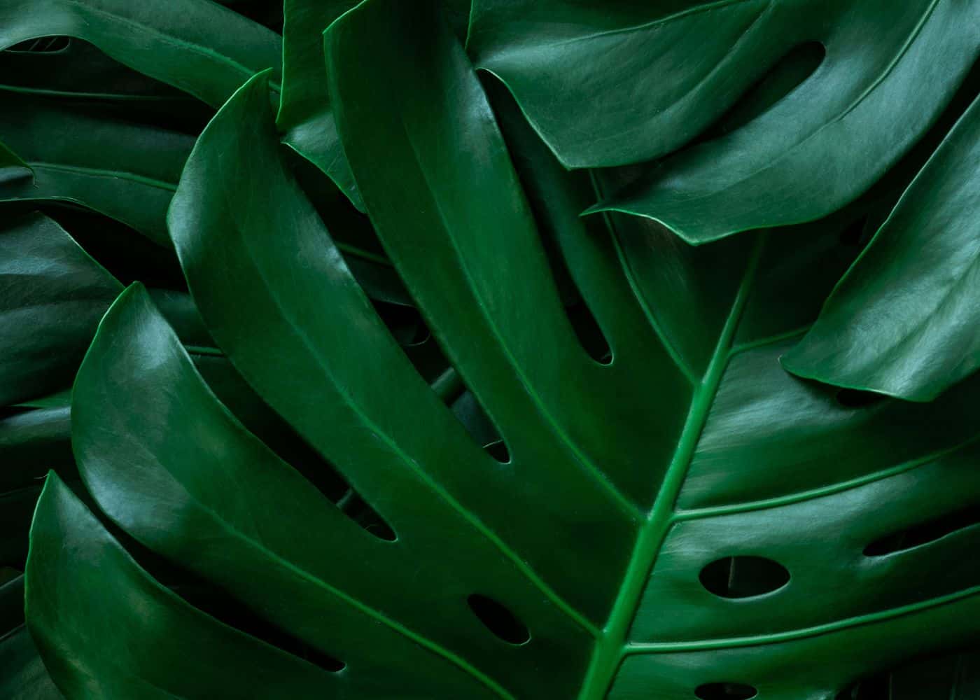 How to grow monstera 🏠🌿 Your guide to nurturing this iconic indoor plant!