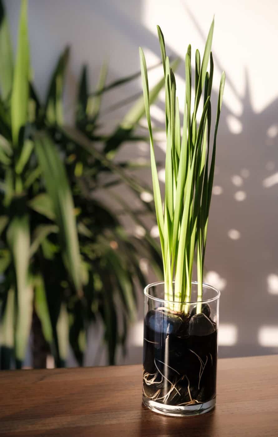 How to grow paperwhites 🏡🌸 Easy steps for stunning, aromatic flowers!