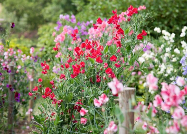 How to grow vines 🌺🍇 Create vertical beauty with these easy steps!