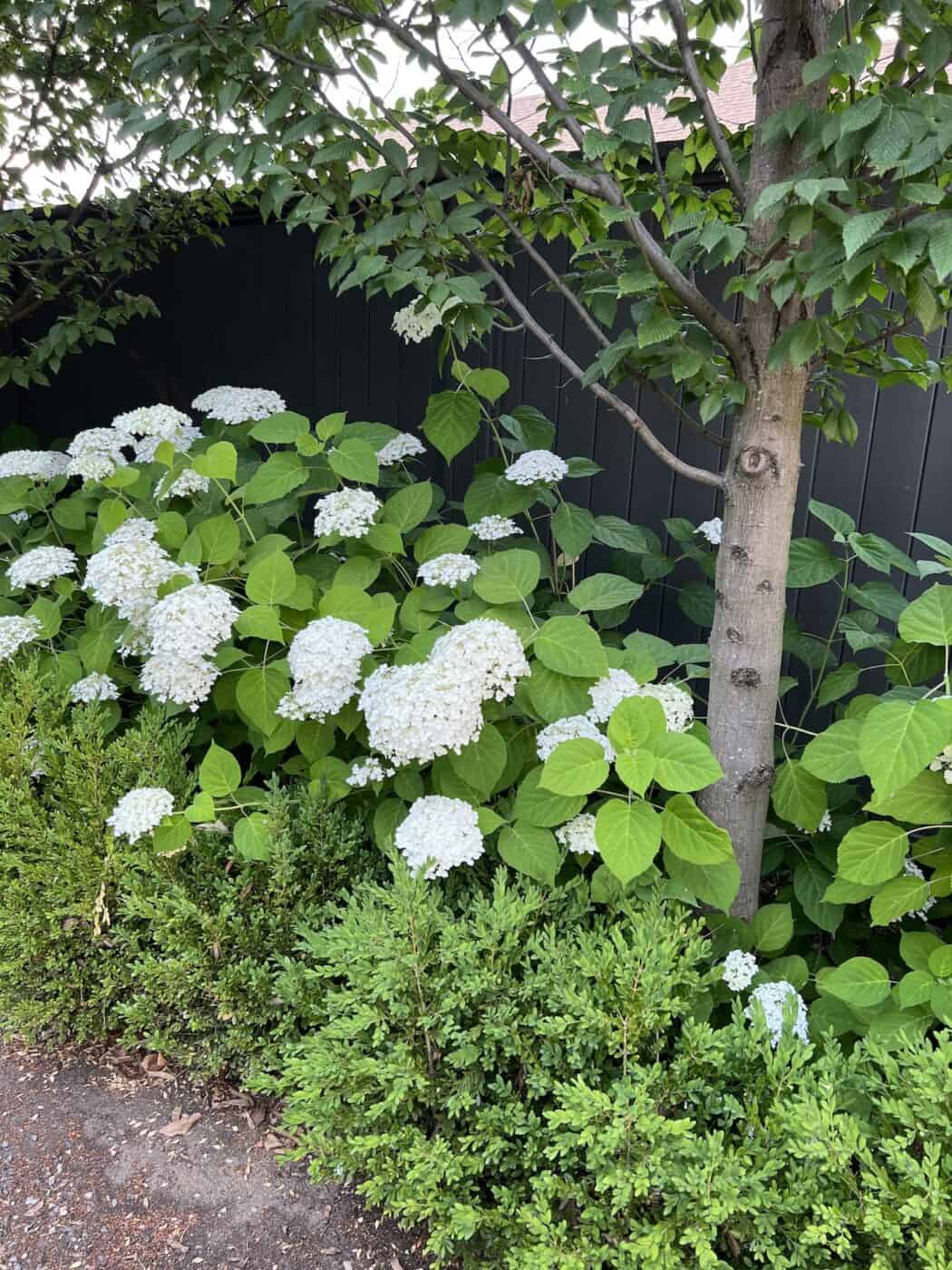 20+ shrubs for shade | Home for the Harvest