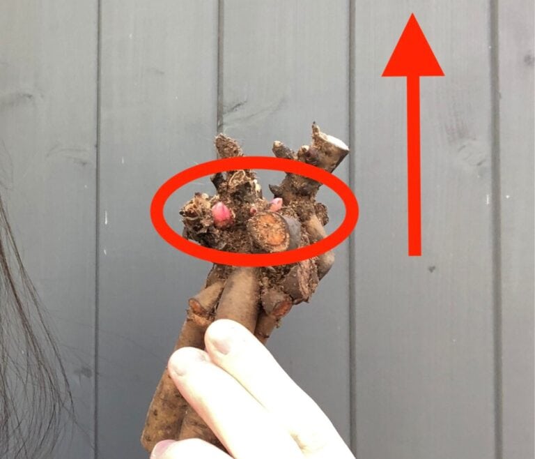 Planting peony roots | Home for the Harvest