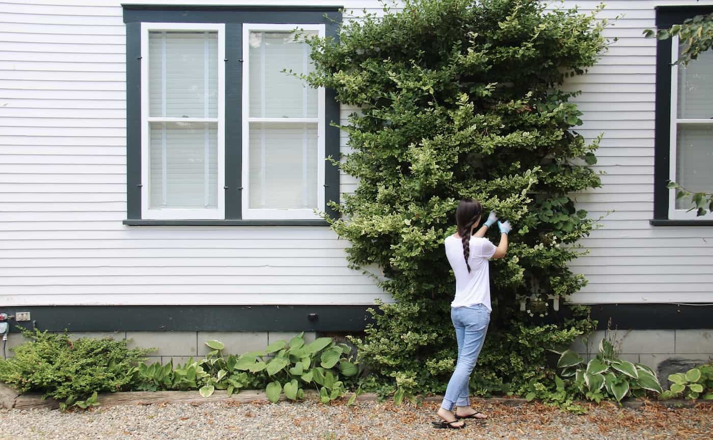 10+ low maintenance shrubs for shade landscaping