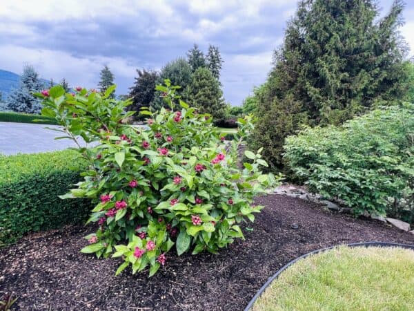 20+ shrubs for shade | Home for the Harvest