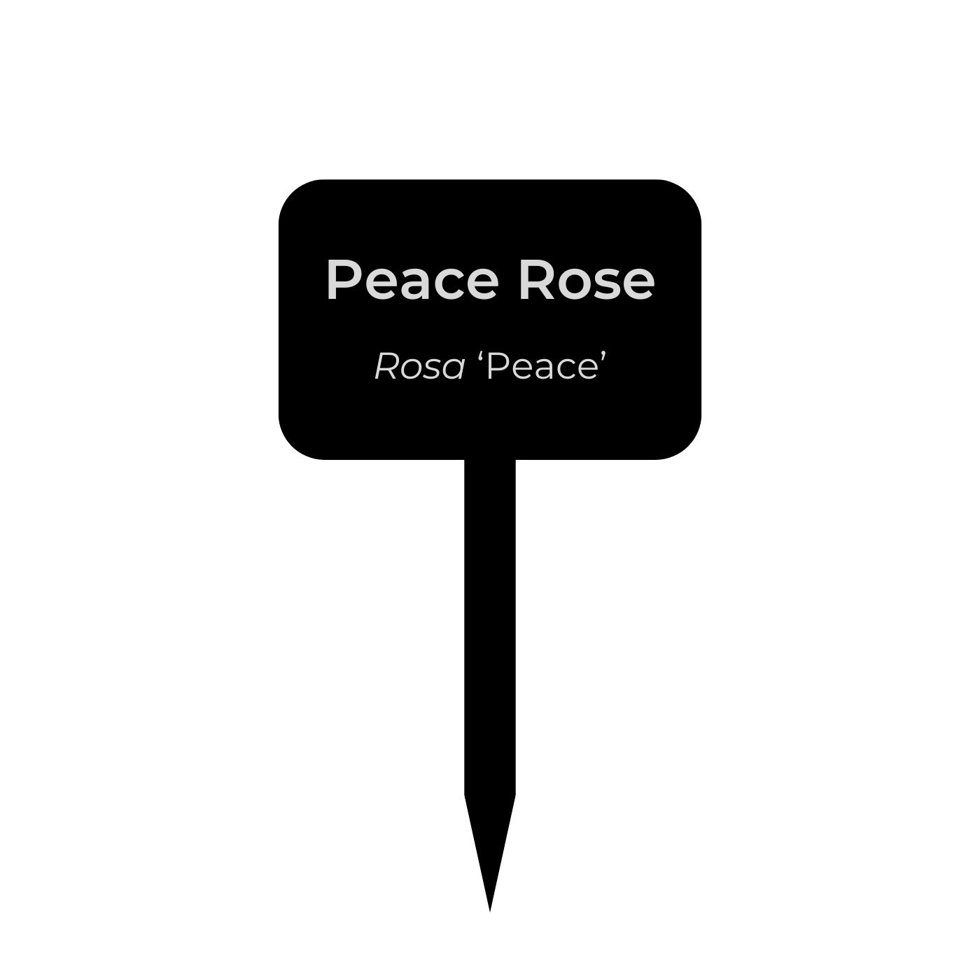 Peace Rose – Garden Label – Home for the Harvest