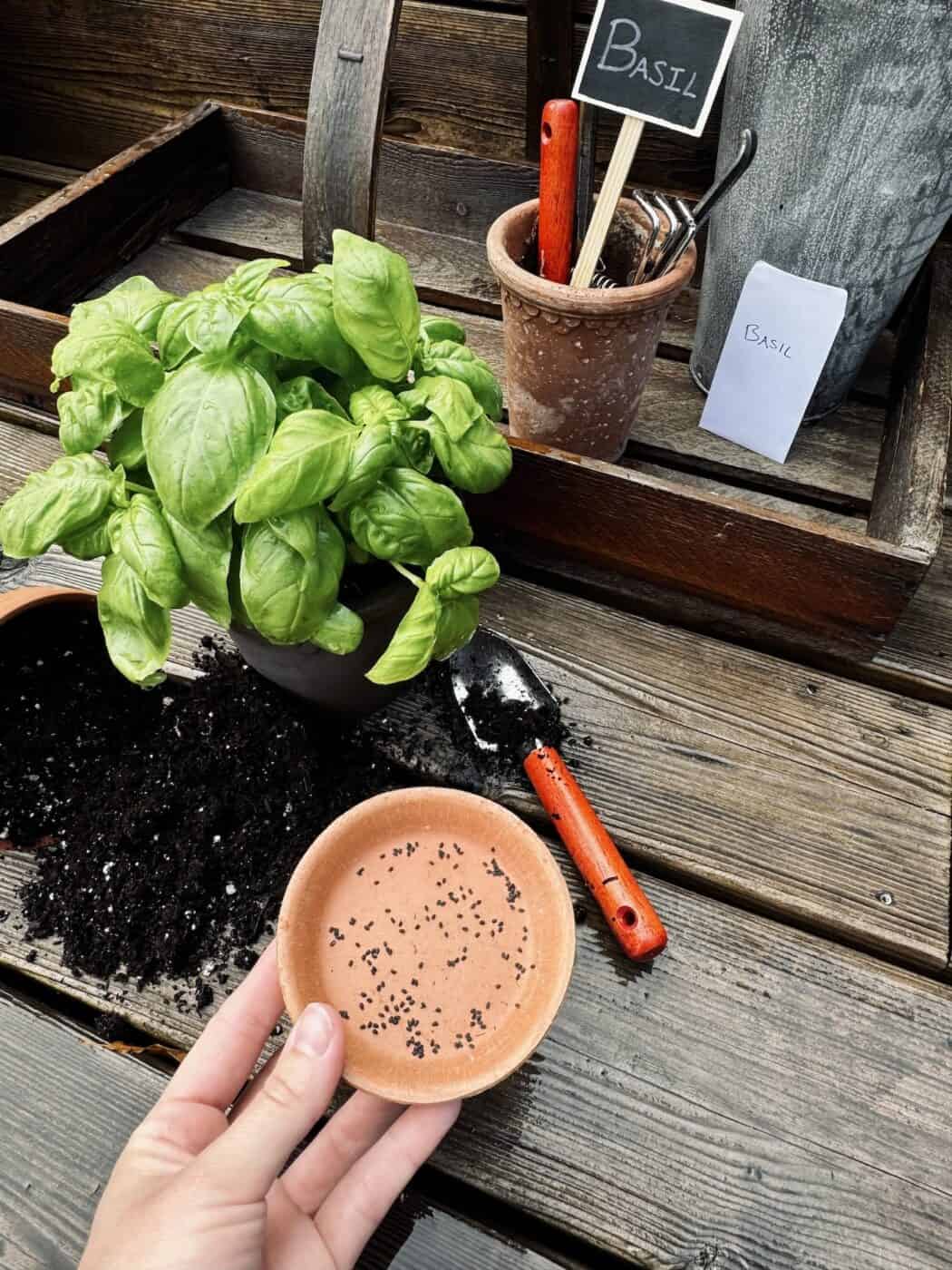 How to plant basil seeds | Home for the Harvest
