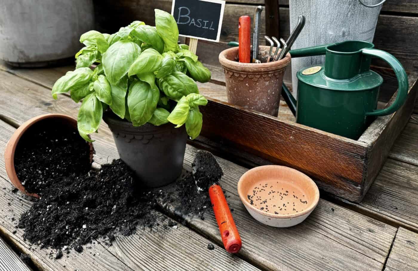 How to plant basil seeds | Home for the Harvest