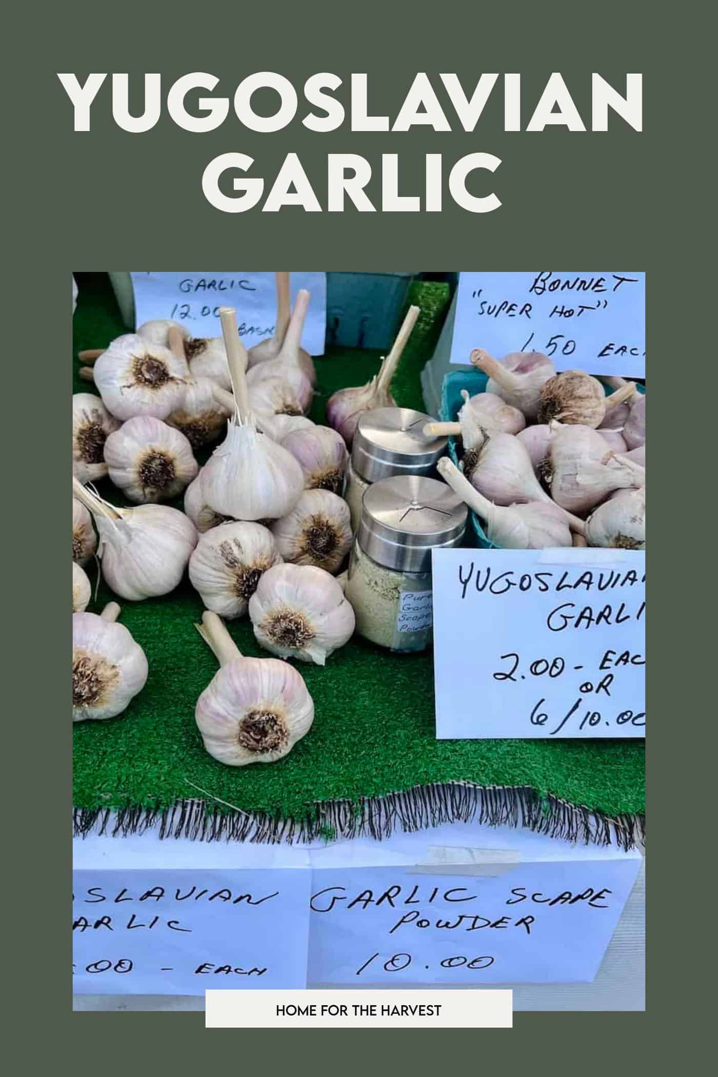 Yugoslavian garlic's captivating charm 🌿🍴 From hearty harvests to ...